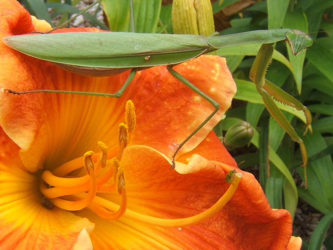 Prairie's Edge Gardens
