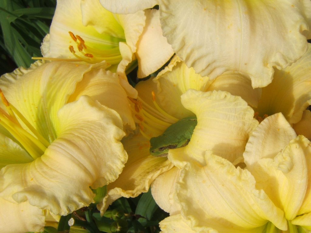 Prairie's Edge Gardens