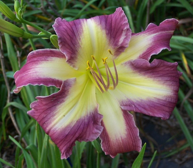 MALALA STRONG – Prairie's Edge Gardens
